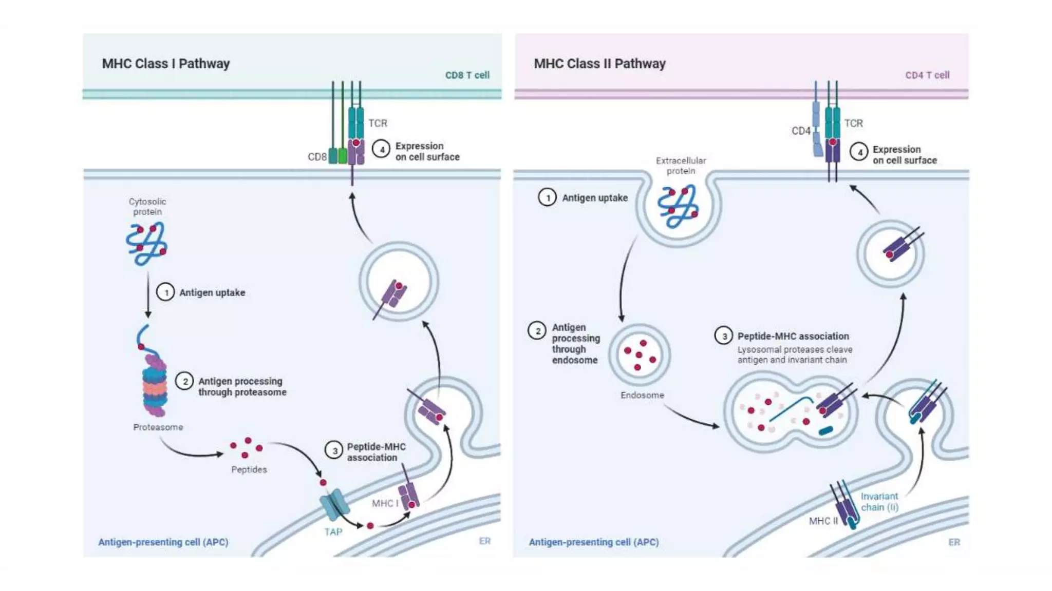 Antigen Presentation Pathways.pptx