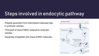 Antigen Presentation Pathways.pptx