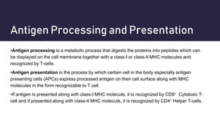 Antigen Presentation Pathways.pptx