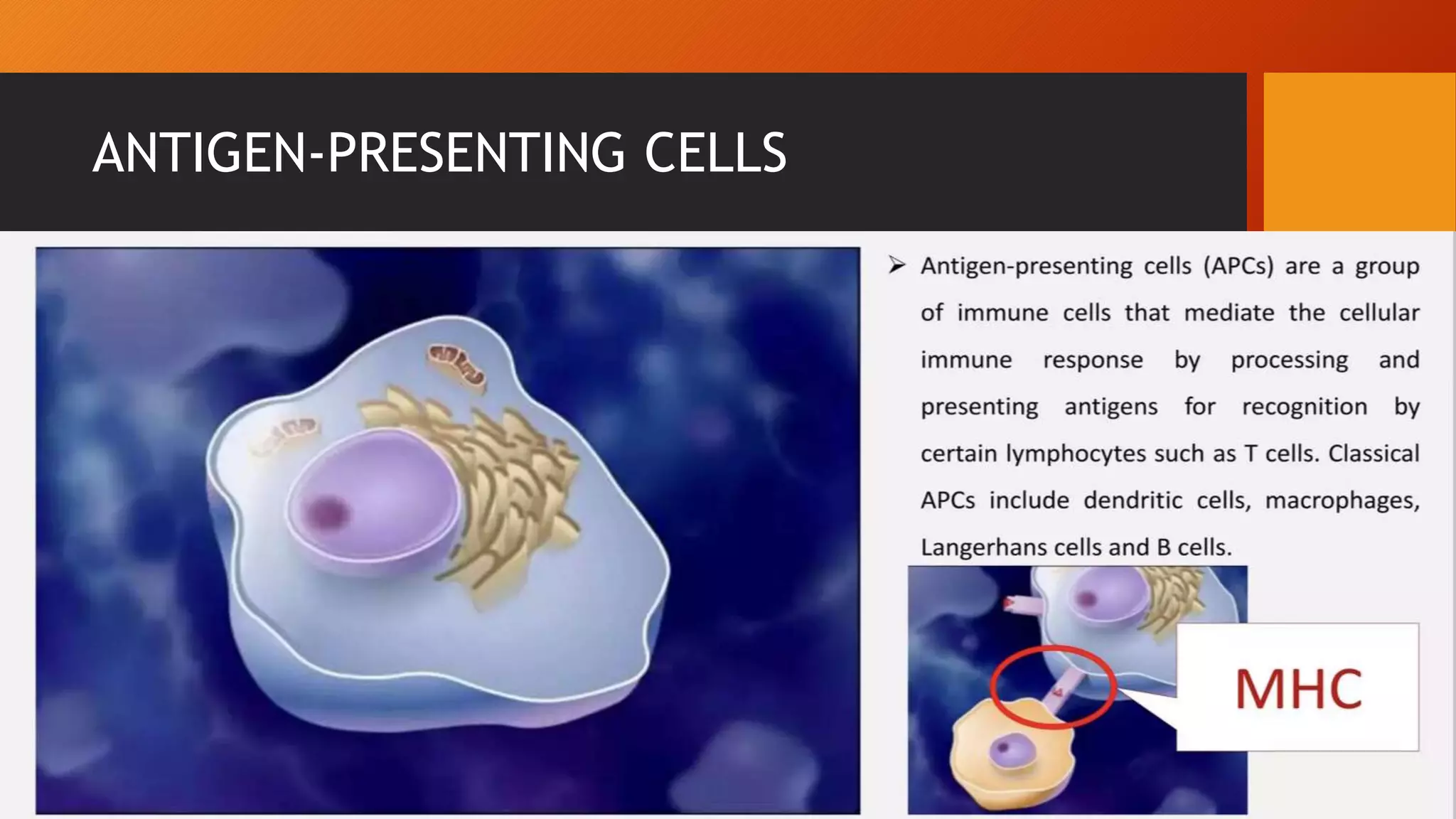 MHC.pptx | Genetics | Science