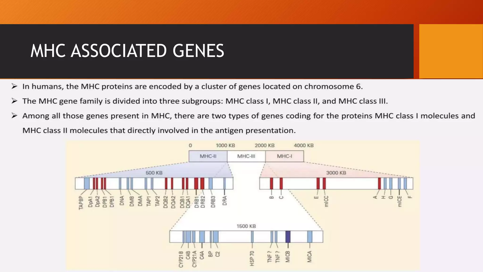 MHC.pptx | Genetics | Science