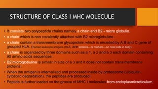 MHC.pptx | Genetics | Science