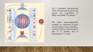 MHC MOLECULE : MAJOR HISTOCOMPATABILTY COMPLEX | PPT
