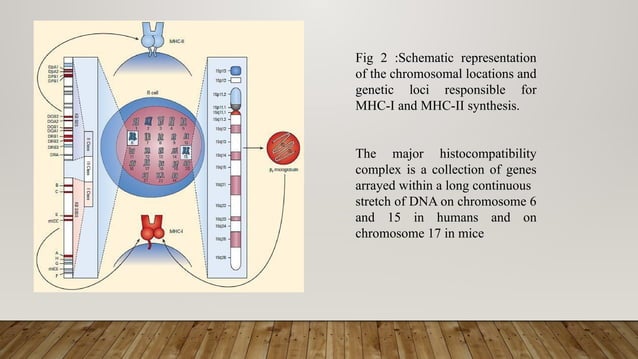 MHC MOLECULE : MAJOR HISTOCOMPATABILTY COMPLEX | PPT