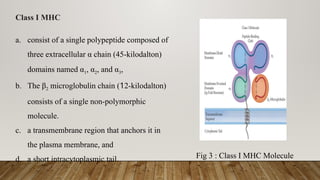 MHC MOLECULE : MAJOR HISTOCOMPATABILTY COMPLEX | PPTX
