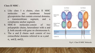 MHC MOLECULE : MAJOR HISTOCOMPATABILTY COMPLEX | PPT