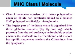 MHC-Class.ppt