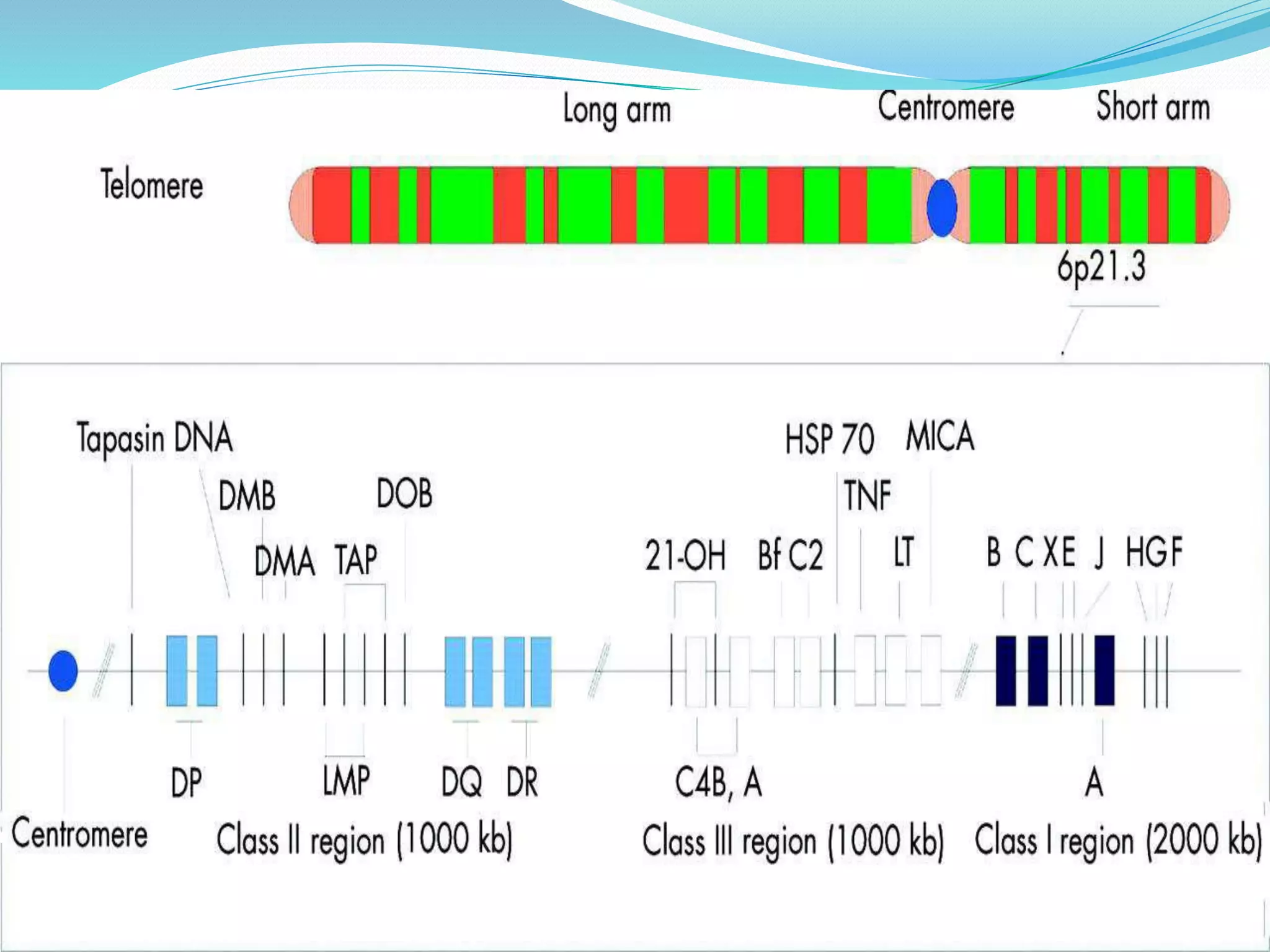 MHC genes | PDF