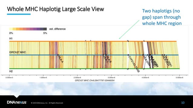 Jason Chin MHC diploid assembly | PPT