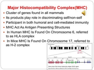 مناعة نظري mhc - lec 7.pptx