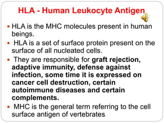 مناعة نظري mhc - lec 7.pptx