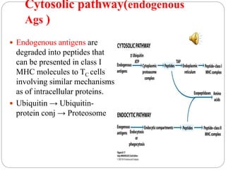 مناعة نظري mhc - lec 7.pptx
