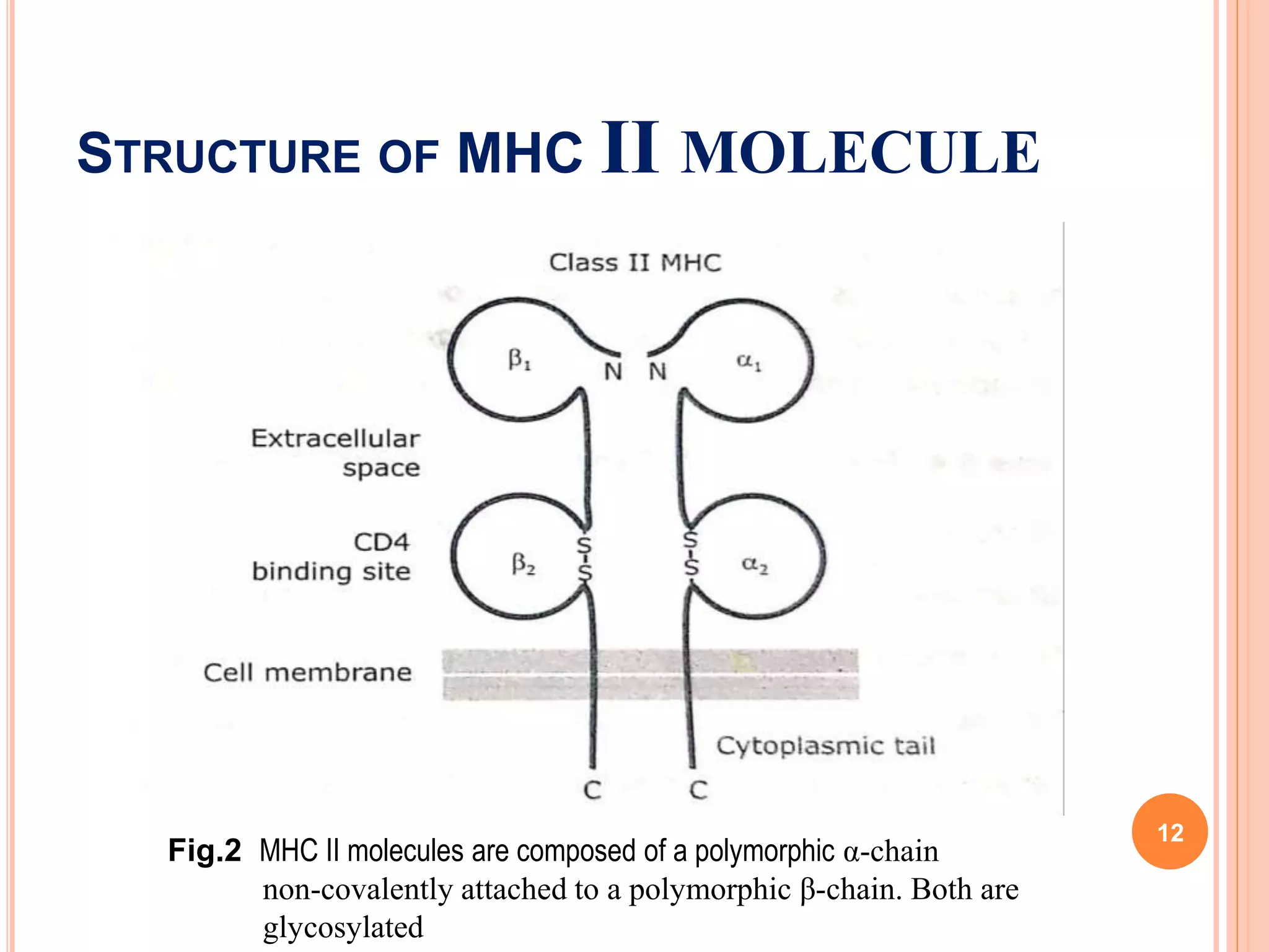 MAJOR HISTOCOMPATIBILITY COMPLEX | PPTX | Chemistry | Science