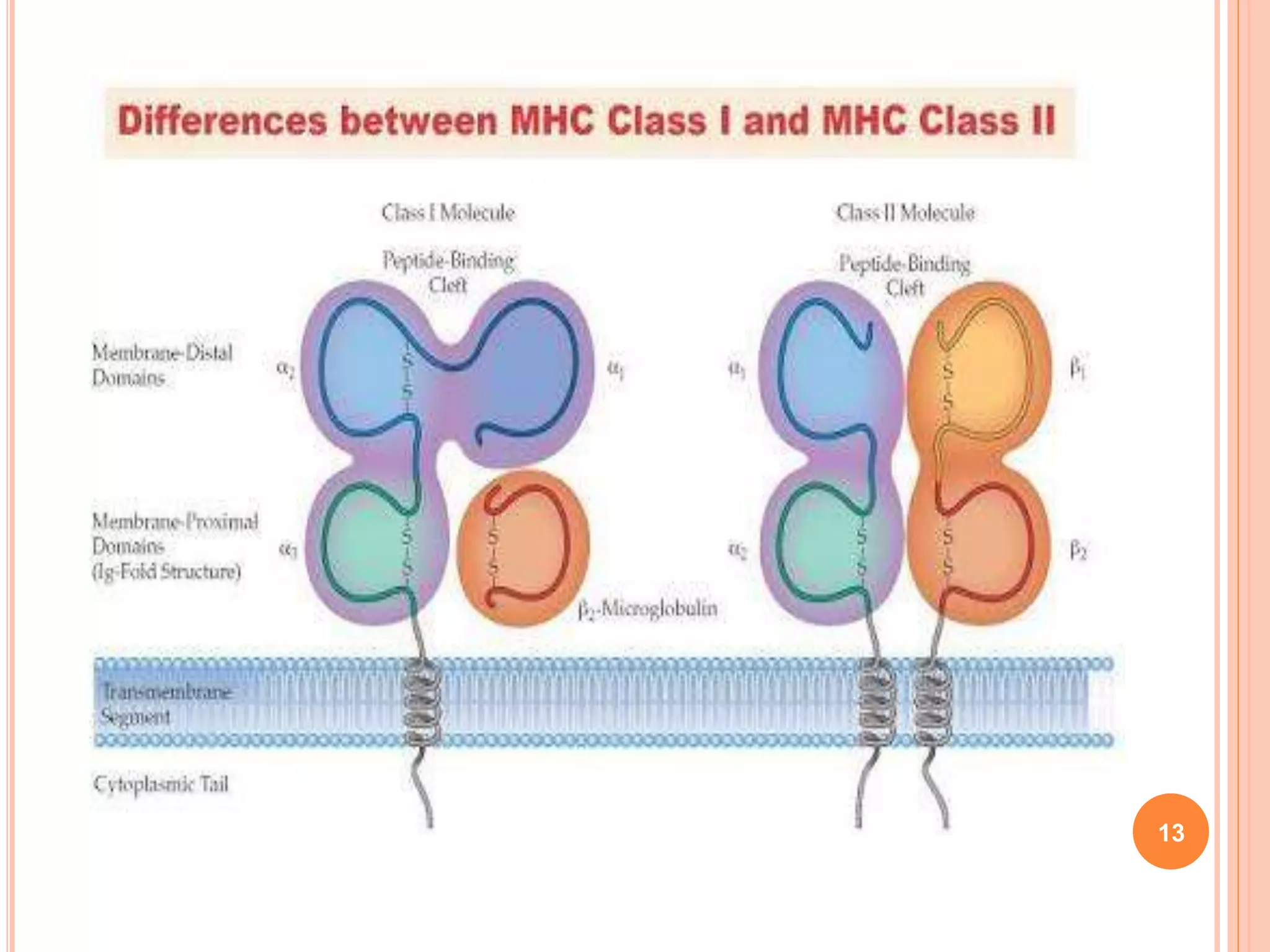 MAJOR HISTOCOMPATIBILITY COMPLEX | PPTX