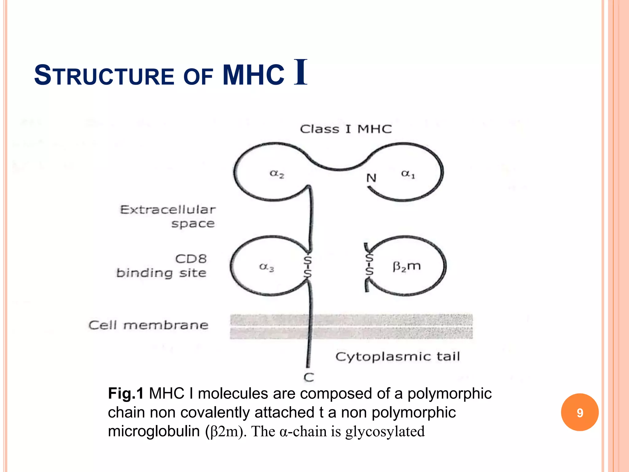 MAJOR HISTOCOMPATIBILITY COMPLEX | PPTX