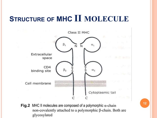 MAJOR HISTOCOMPATIBILITY COMPLEX | PPTX | Chemistry | Science