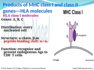 MHC 22.ppt MHC and antigen presentationntation | PPT