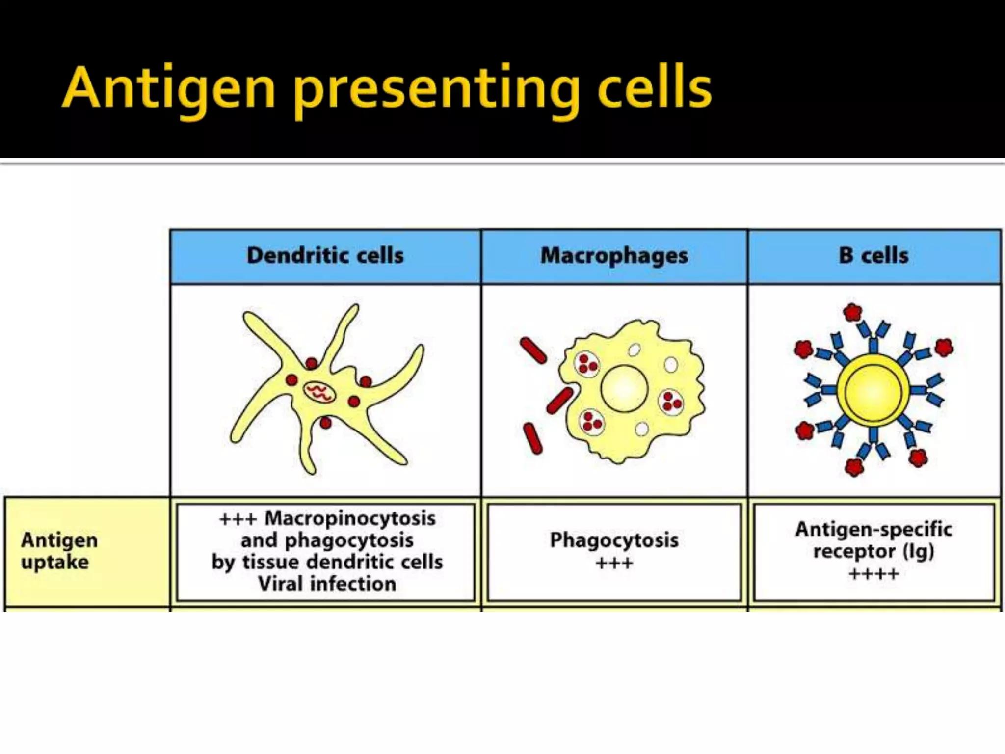 MHC and Antigen presentation | PPTX
