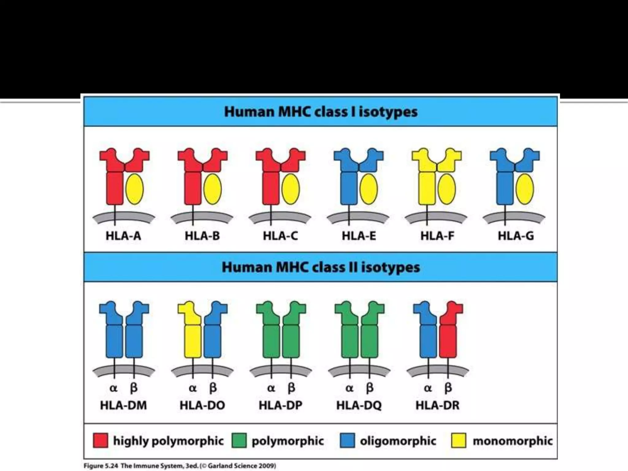 MHC and Antigen presentation | PPTX