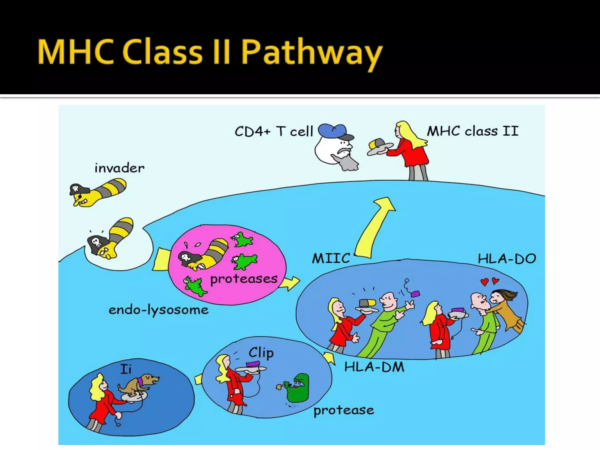 MHC and Antigen presentation | PPTX