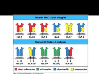 MHC and Antigen presentation | PPTX