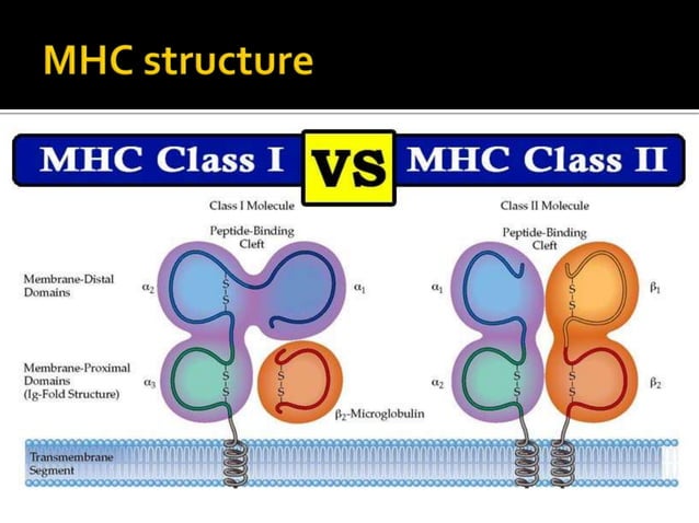 MHC and Antigen presentation | PPTX | Genetics | Science