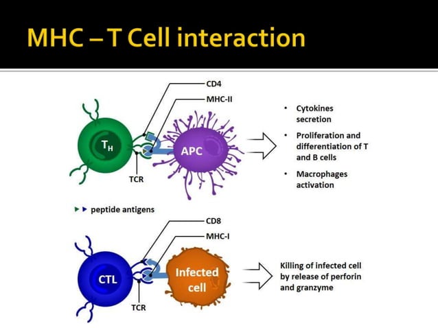 MHC and Antigen presentation | PPTX | Genetics | Science