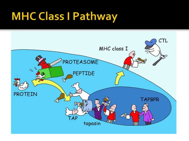 MHC and Antigen presentation | PPTX | Genetics | Science