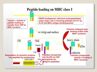 Mhc And Antigens | PPT