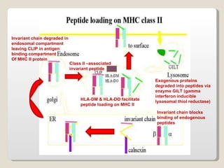Mhc And Antigens | PPT