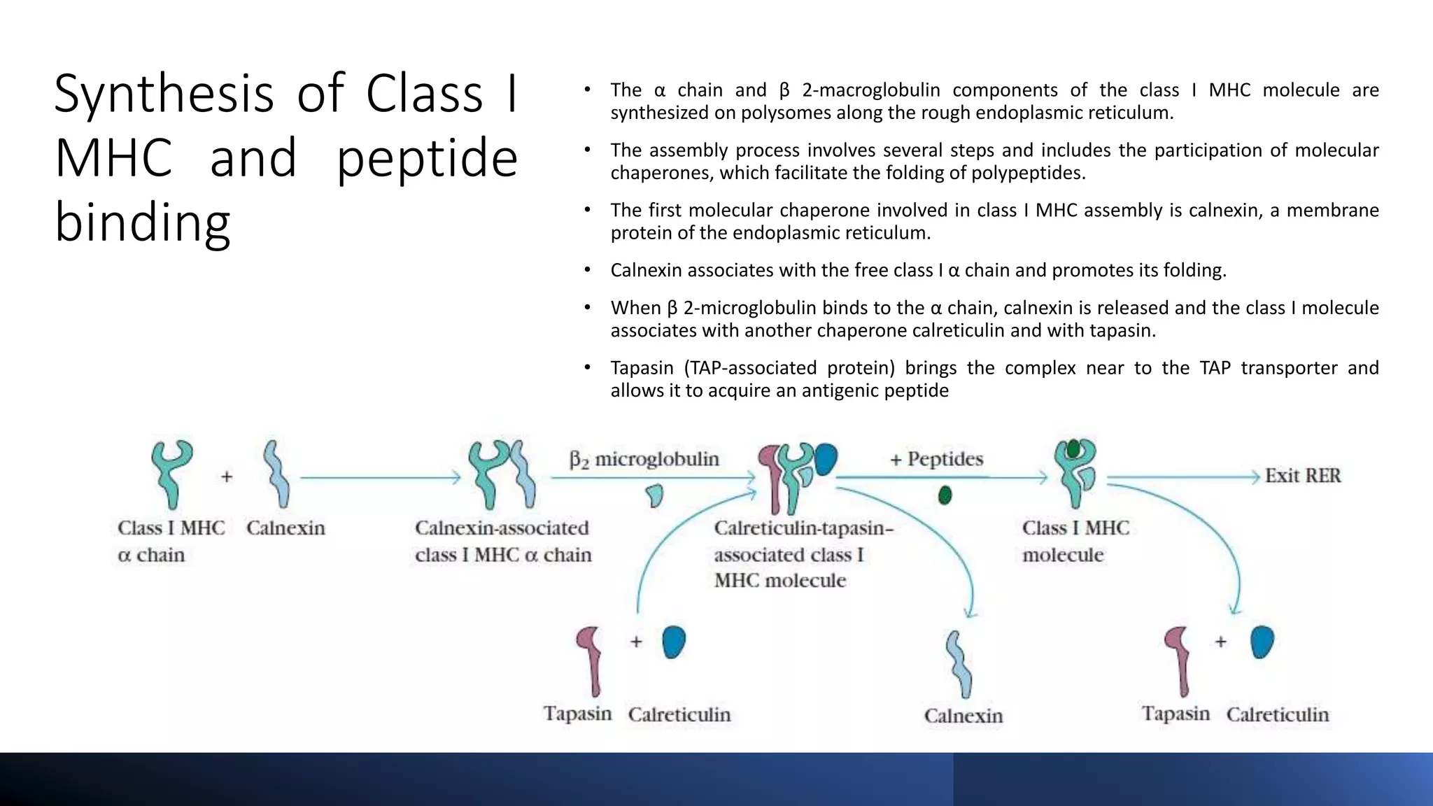 Antigen processing and MHC | PPTX
