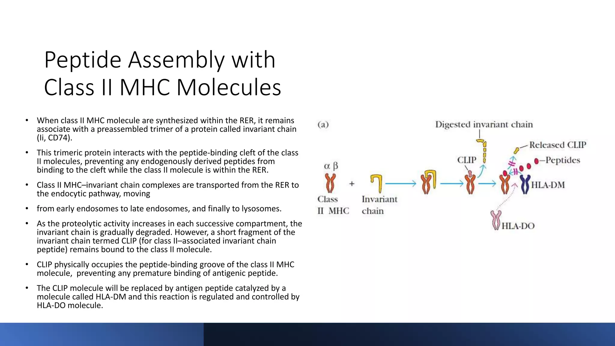 Antigen processing and MHC | PPTX
