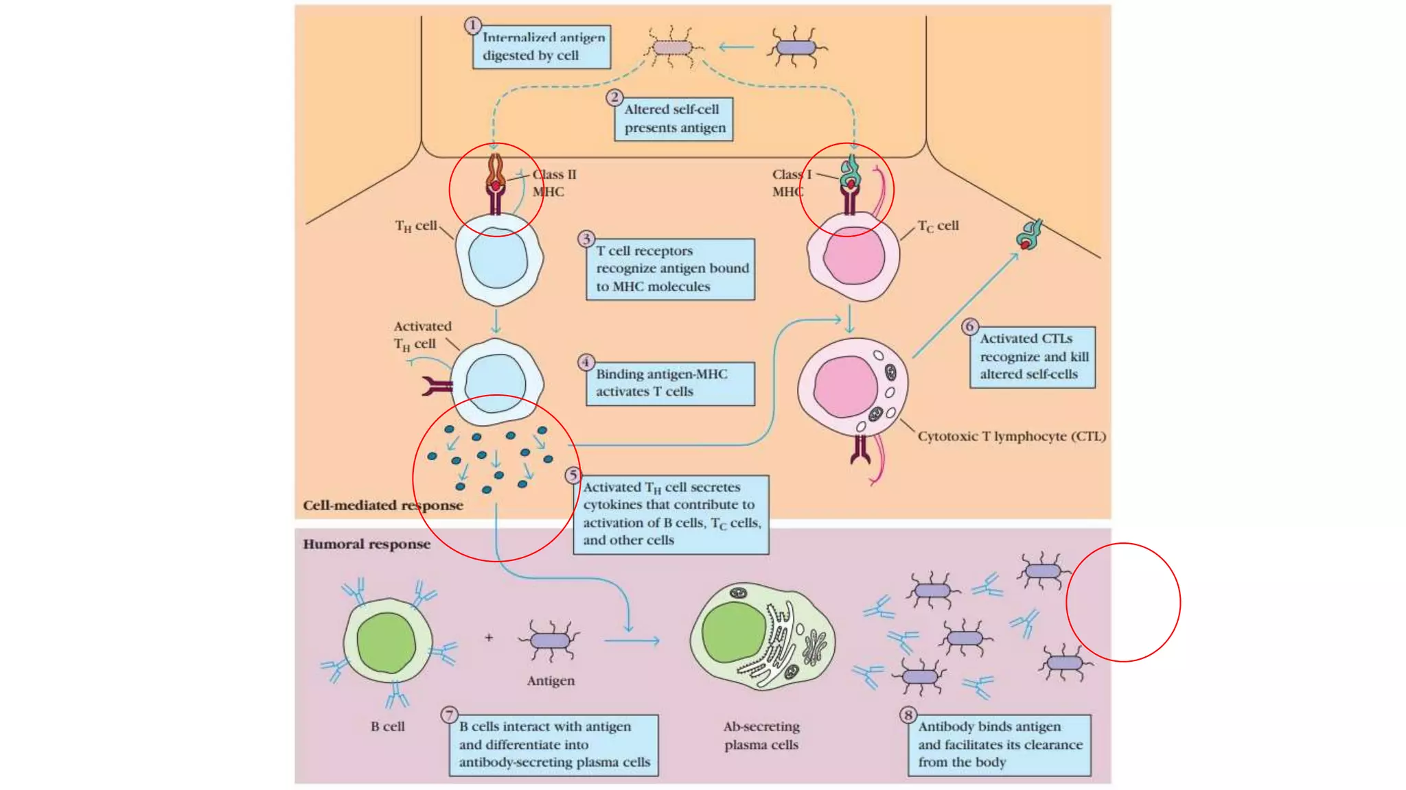 Antigen processing and MHC | PPTX