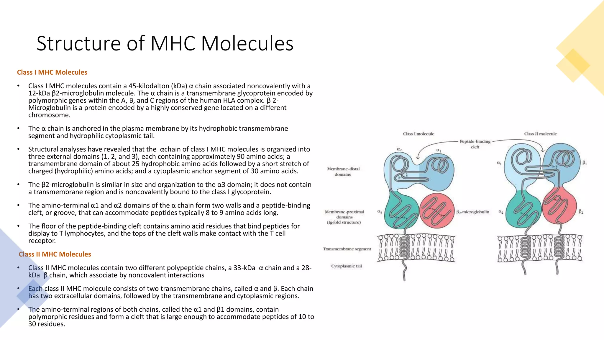 Antigen processing and MHC | PPTX