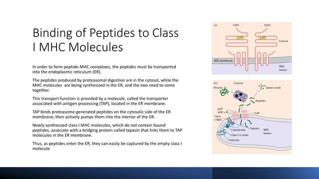 Antigen processing and MHC | PPTX | Genetics | Science