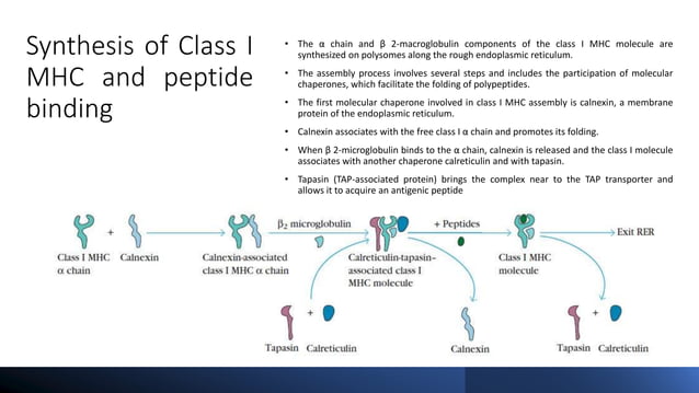 Antigen processing and MHC | PPTX | Genetics | Science