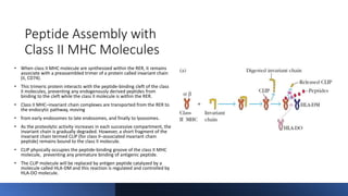 Antigen processing and MHC | PPTX