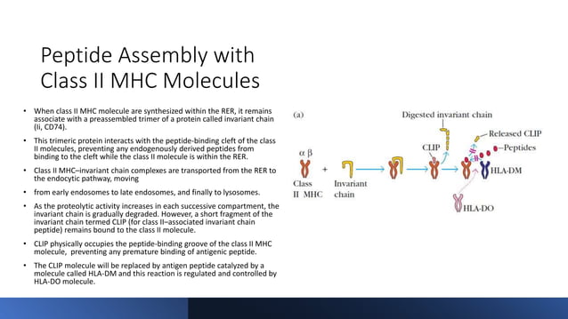 Antigen processing and MHC | PPTX | Genetics | Science