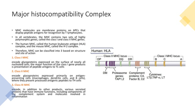 Antigen processing and MHC | PPTX | Genetics | Science