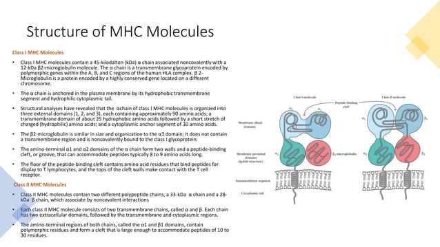 Antigen processing and MHC | PPTX | Genetics | Science
