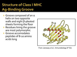 MHC and TCR | PPT