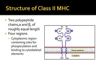 MHC and TCR | PPT