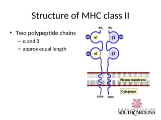 MHC and T cell receptor Human immunology.ppt