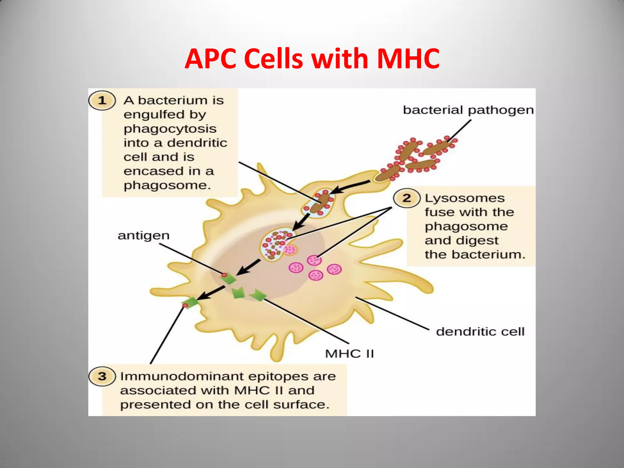 STRUCTURE AND FUNCTIONS OF MHC | PDF
