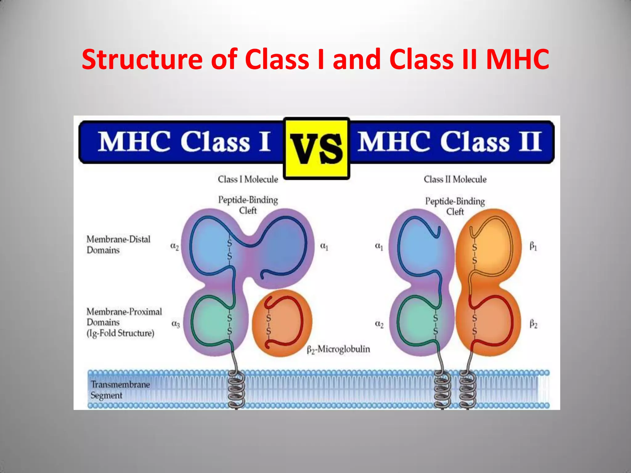 Structure And Functions Of Mhc Pdf
