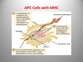 STRUCTURE AND FUNCTIONS OF MHC | PDF