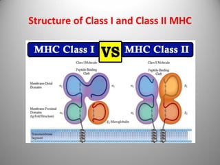 STRUCTURE AND FUNCTIONS OF MHC | PDF