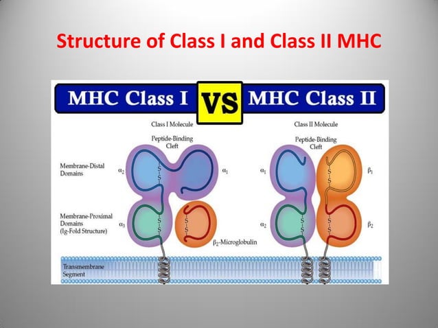 STRUCTURE AND FUNCTIONS OF MHC | PDF