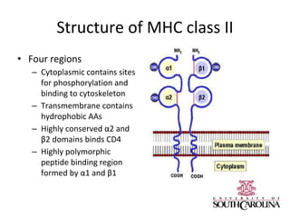 MHC description | PPT
