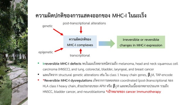 MHC Class I Downregulation in Cancer Part 1 | PDF